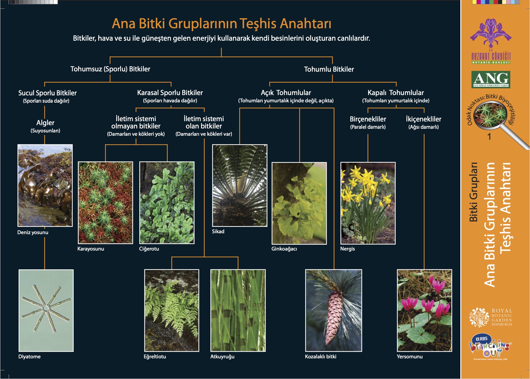 bağbahçe - Odak Noktası: Bitki Biyoçeşitliliği Poster Seti