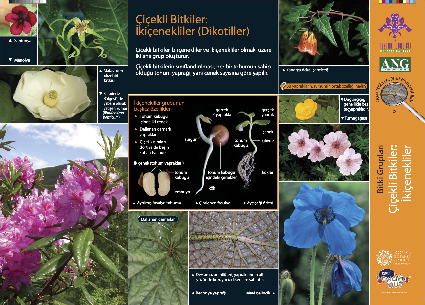 bağbahçe - Odak Noktası: Bitki Biyoçeşitliliği Poster Seti