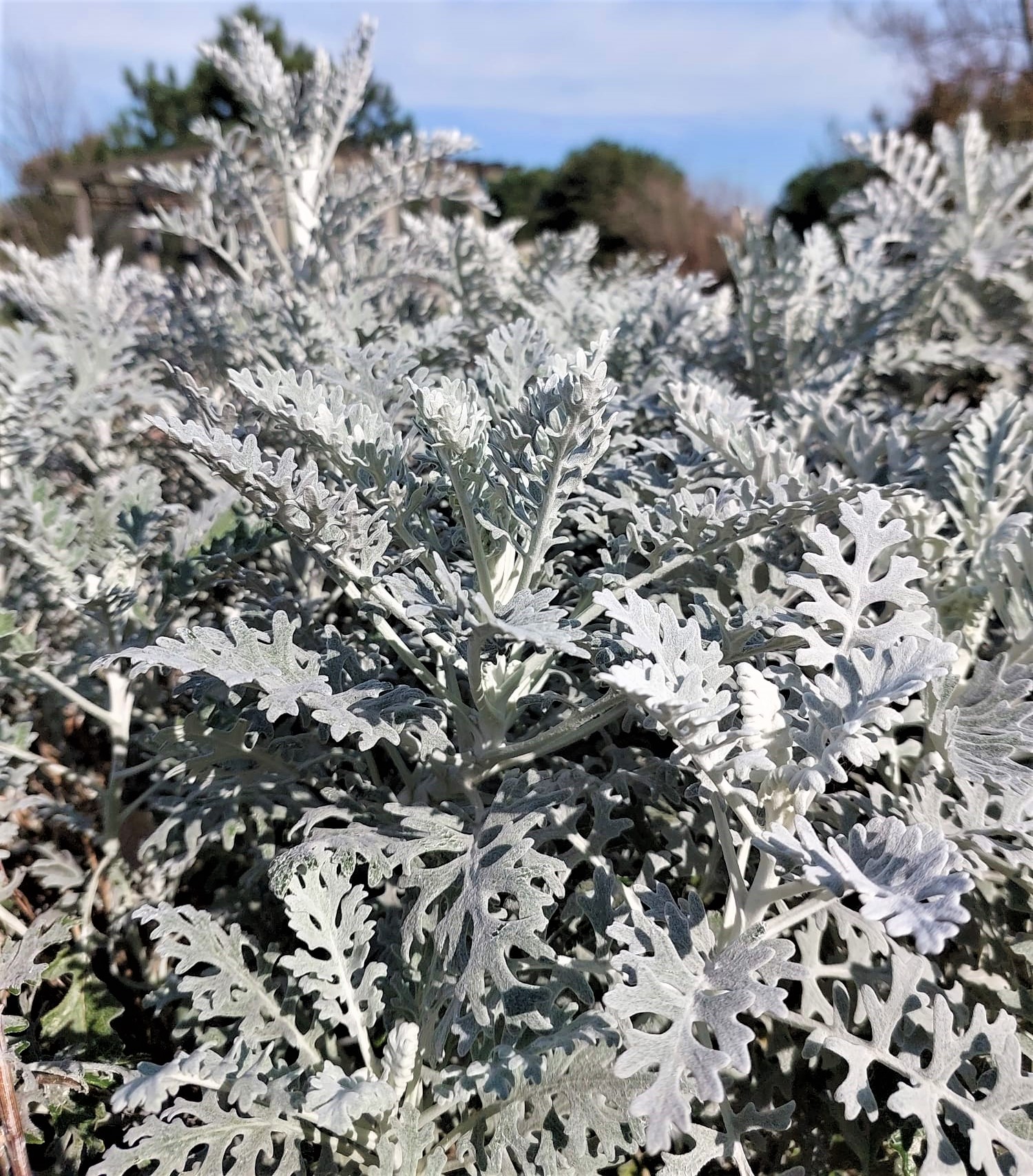 bağbahçe - Bahçelerin Gösterişli Bitkileri