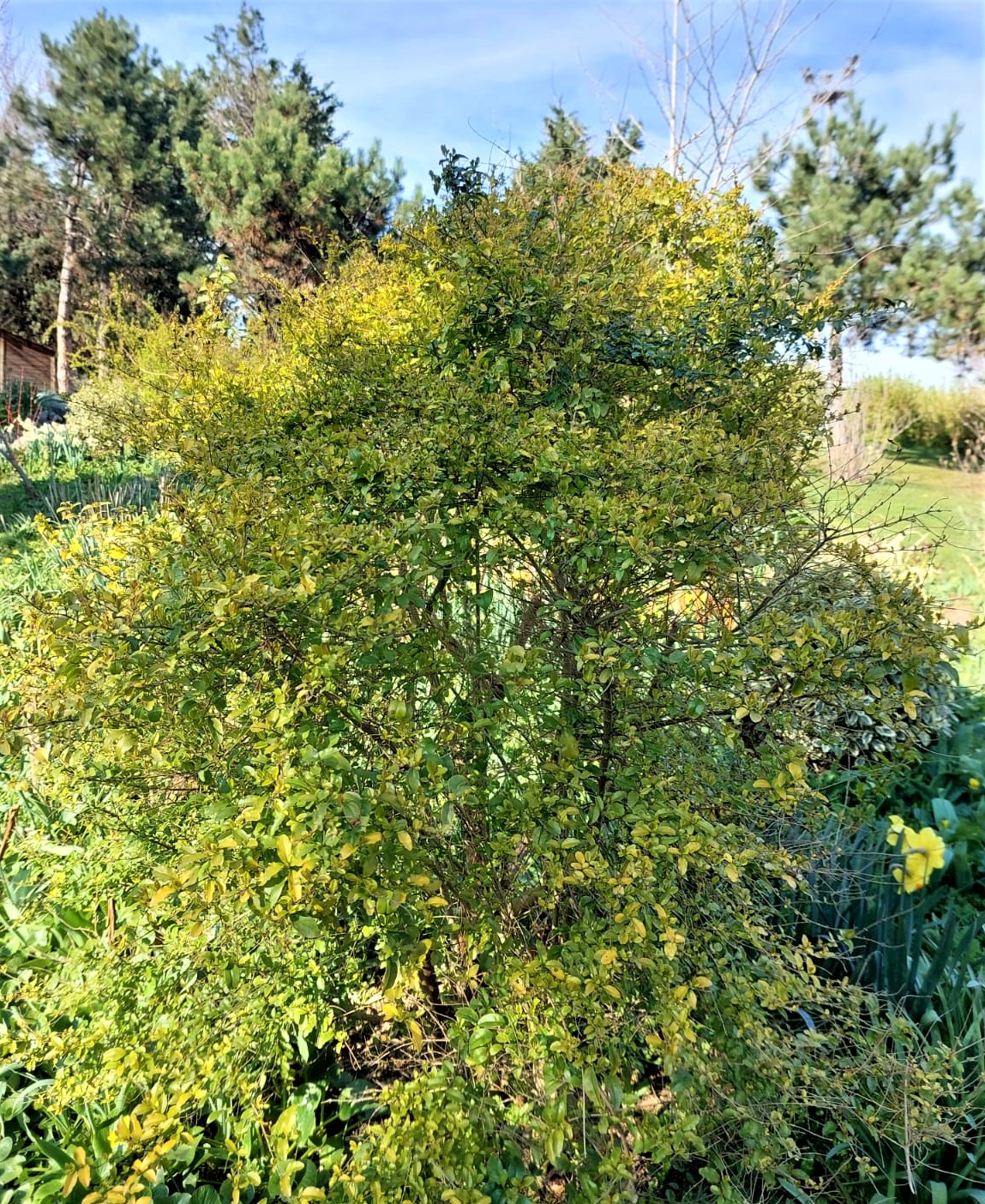 bağbahçe - Bahçelerin Gösterişli Bitkileri